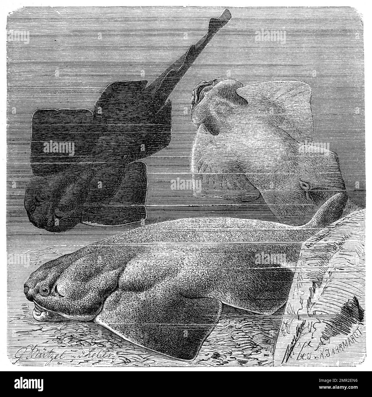 Fisch, Meerengel, Gemeiner Engelhai, Squatina squatina,, Historisch ...