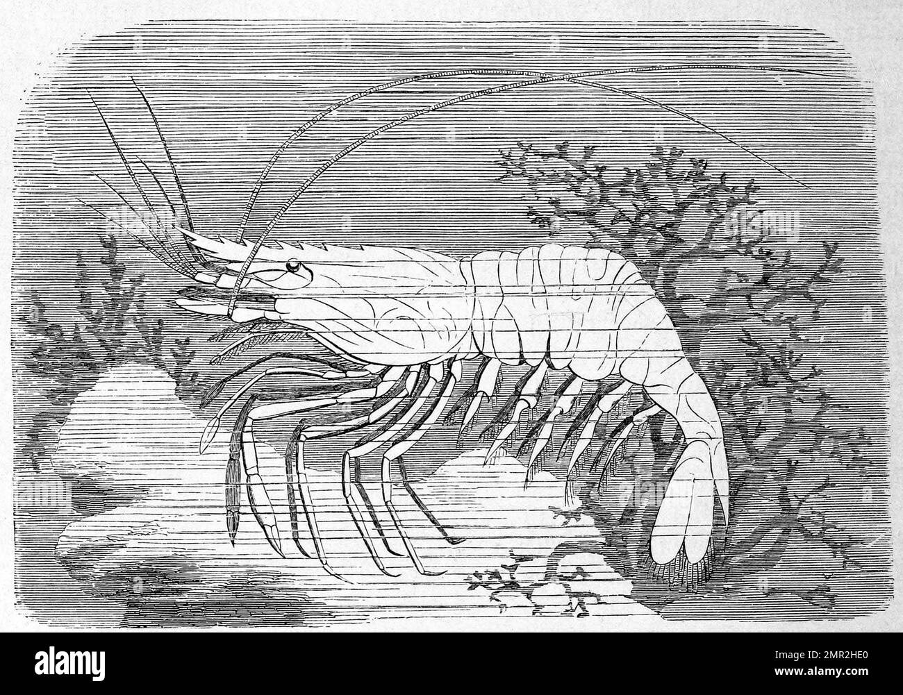 Sägeförmiger Palämon, Sägegarnele, Palaemon serratus ist eine ...