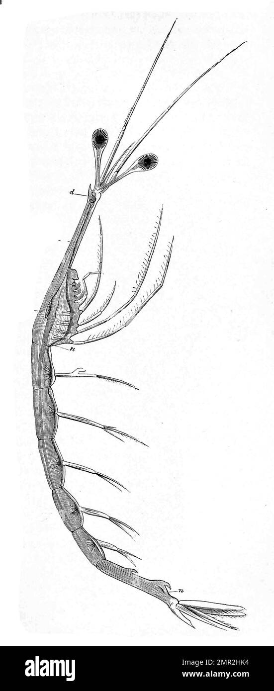 Krill Drawing