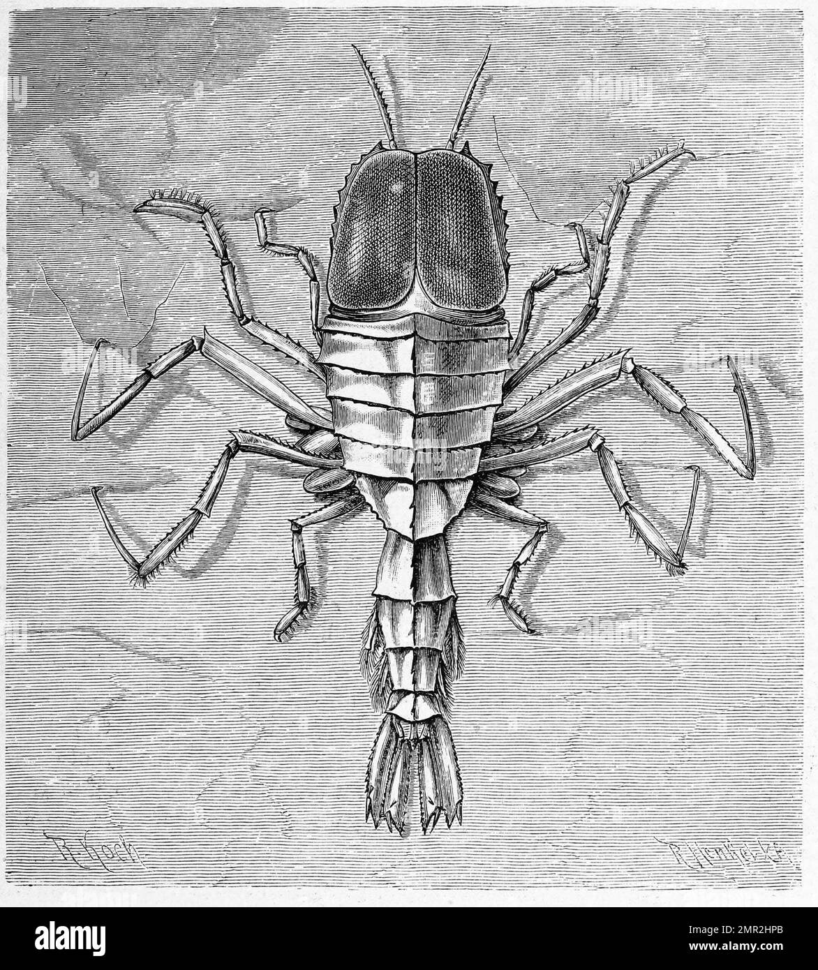 Cystosoma neptuni, Cystisoma is a genus of amphipod, Historisch ...