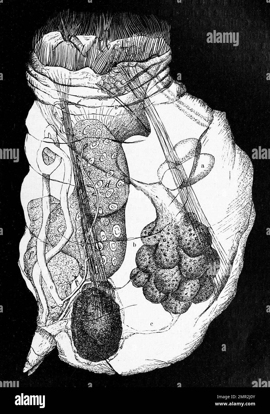 Rückenauge, Notommata myrmeleo, Historisch, digital restaurierte ...