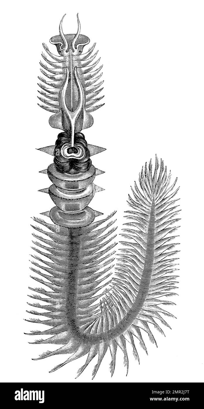 Chaetopterus variopedatus hi-res stock photography and images - Alamy