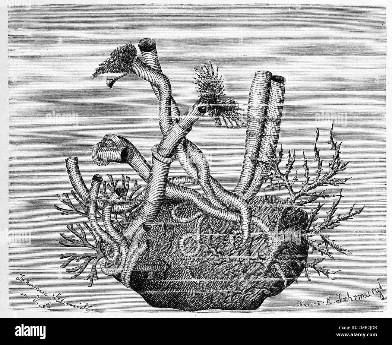 Serpula contortuplicata, Art röhrenbildender Ringelwurm aus der Familie ...