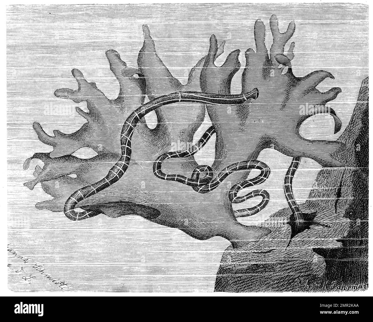 Nemertea Cut Out Stock Images & Pictures - Alamy