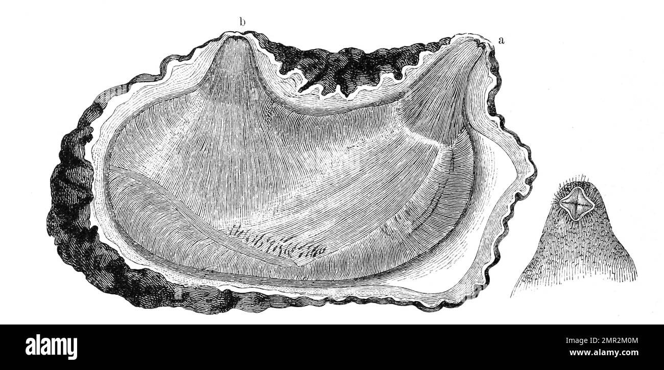 Ascidia microcosmus, Gattung der Seescheiden, Historisch, digital ...