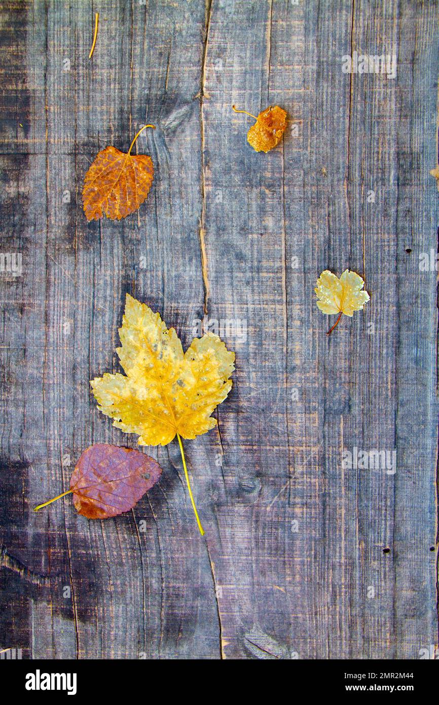 A vertical background of fall leaves on the wood Stock Photo - Alamy