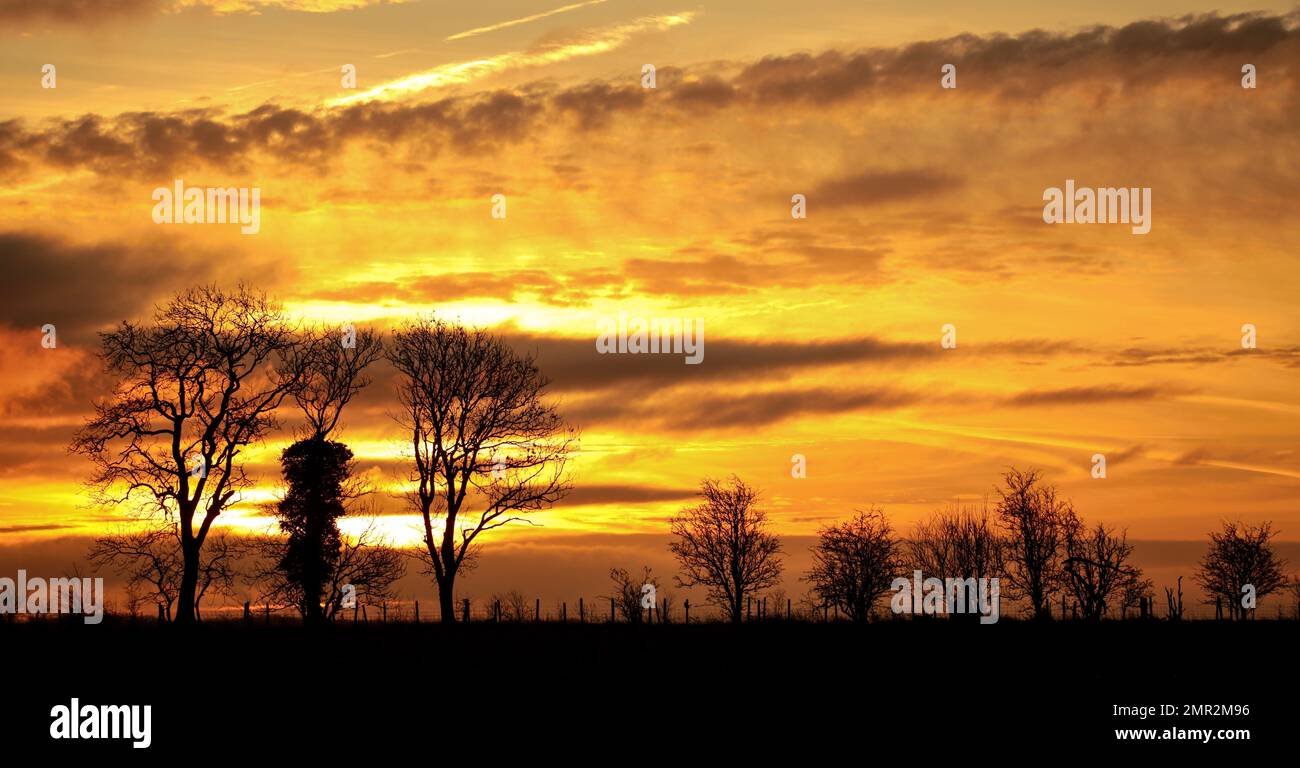 tree silhouette at sunrise Stock Photo - Alamy