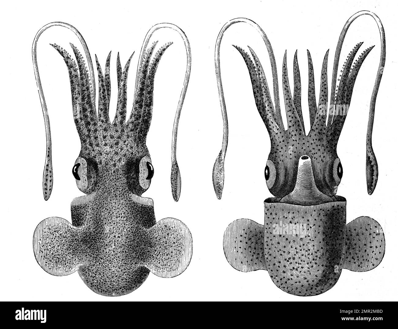 Zwerg sepie Cut Out Stock Images & Pictures - Alamy