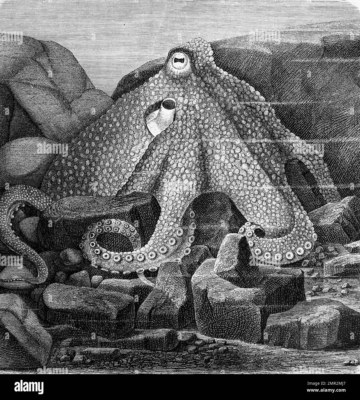 Krake, lauert in seinem Steinversteck auf Beute, Gewöhnlicher Krake ...