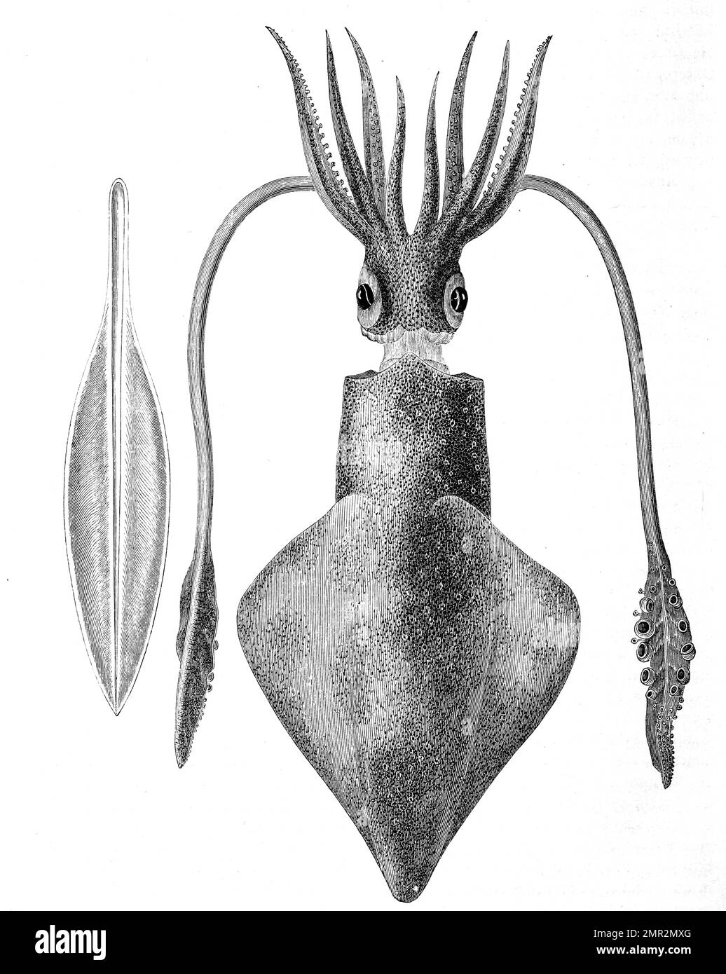 Kalmar, Gemeiner Kalmar, Loligo vulgaris ist eine Art der Tintenfische ...