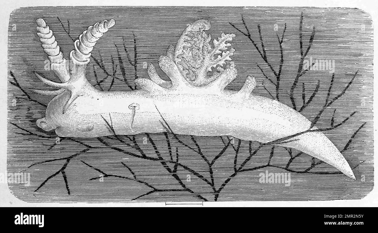 Schwarz weiße zeichnung hi-res stock photography and images - Alamy