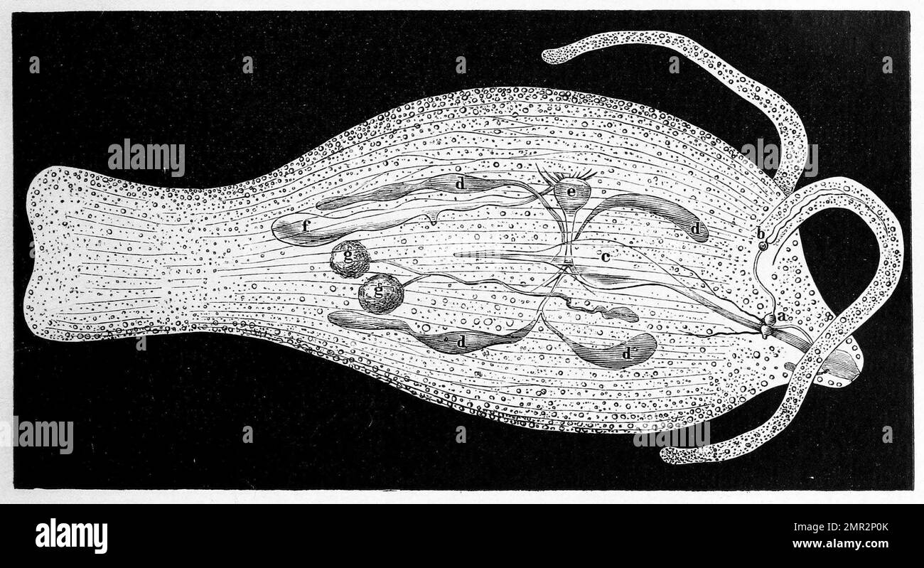 Phylliroe bucephala, Bäumchenschnecke, eine parasitäre Art der ...