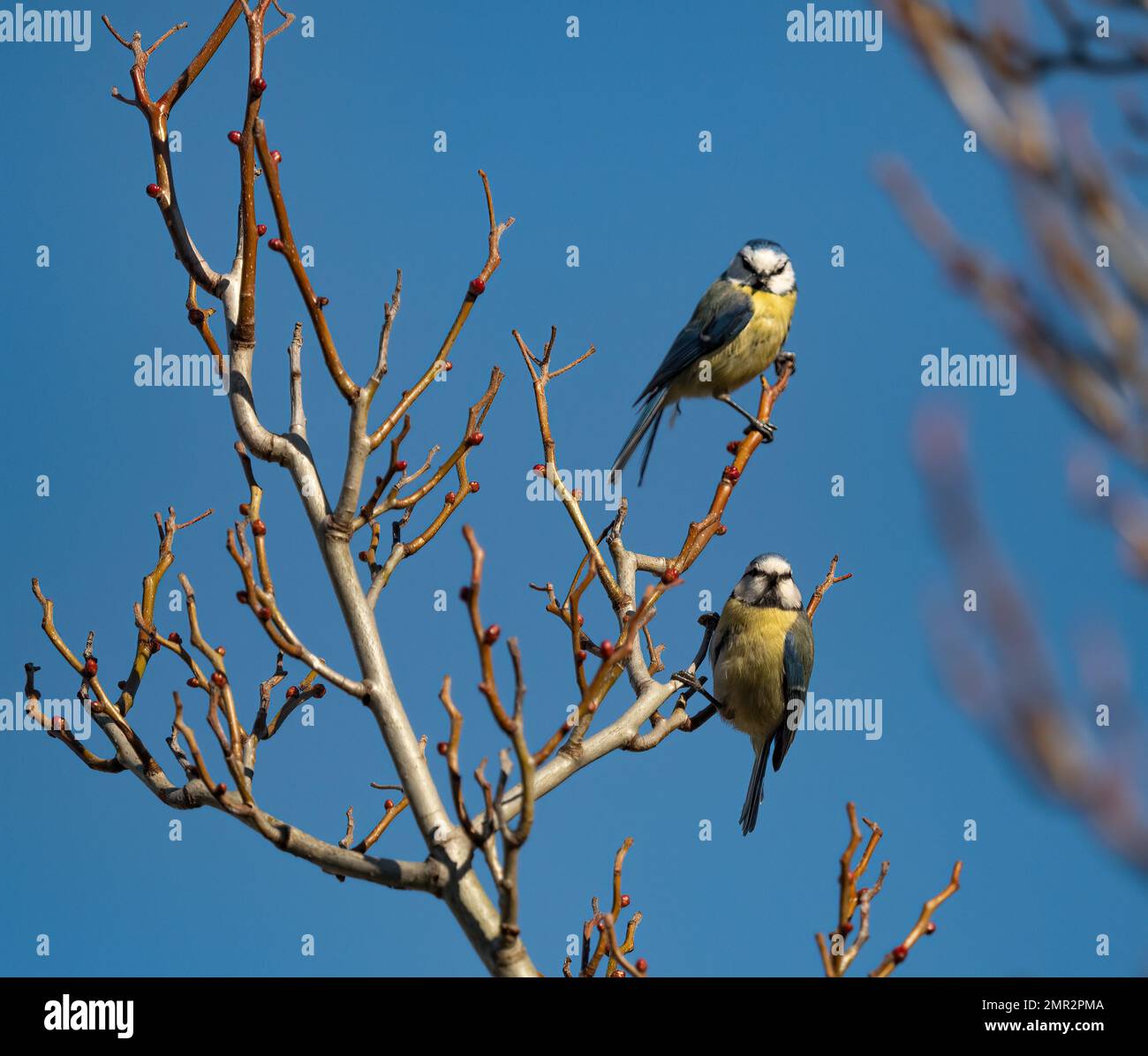 Bluetit birds hi-res stock photography and images - Alamy