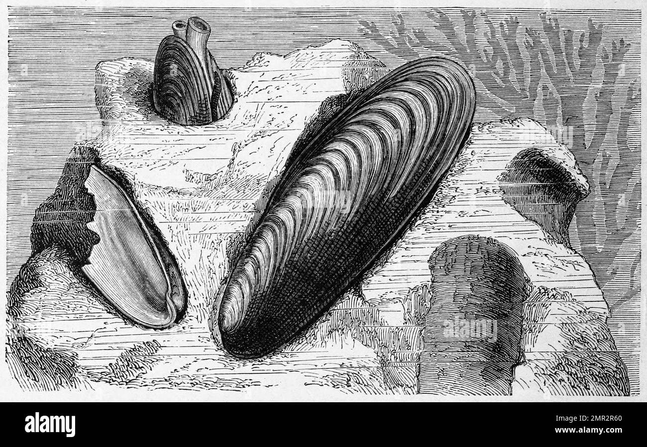 Steindattel, Lithodomus lithophagus, Historisch, digital restaurierte ...