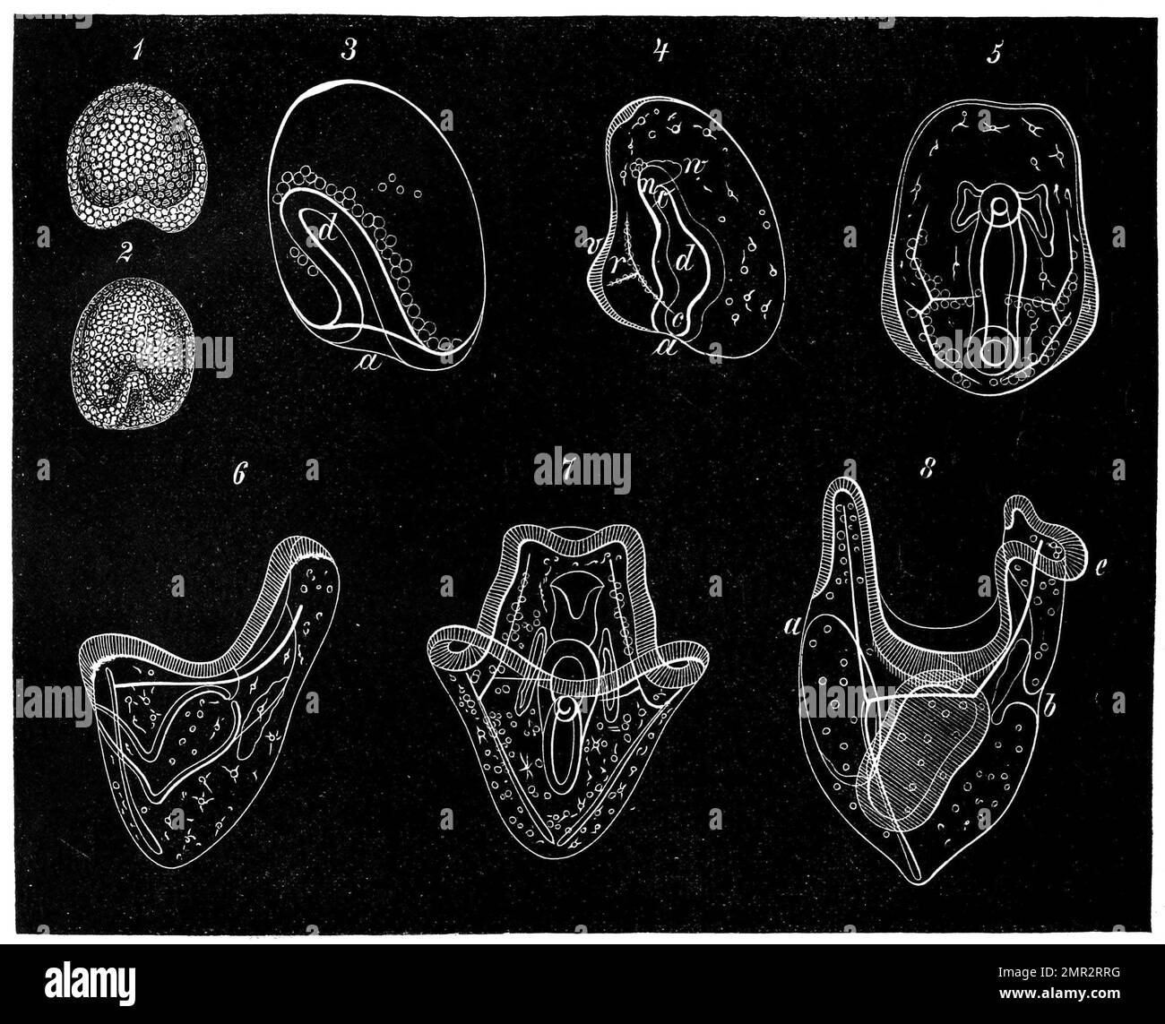 Entwicklungsstadien des Seeigel, Strongylocentrotus droebachiensis ...
