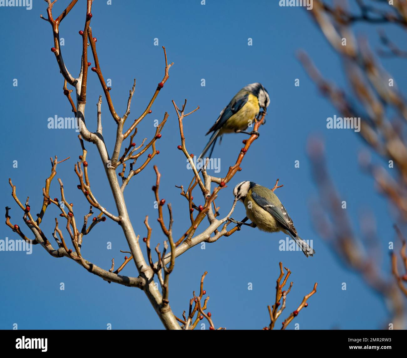 Bluetit birds hi-res stock photography and images - Alamy