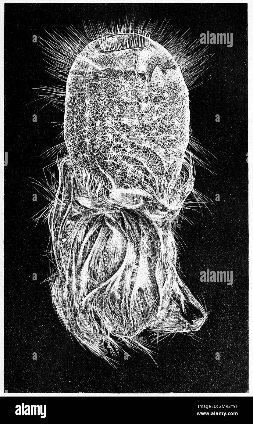 Pheronema carpenteri hi-res stock photography and images - Alamy
