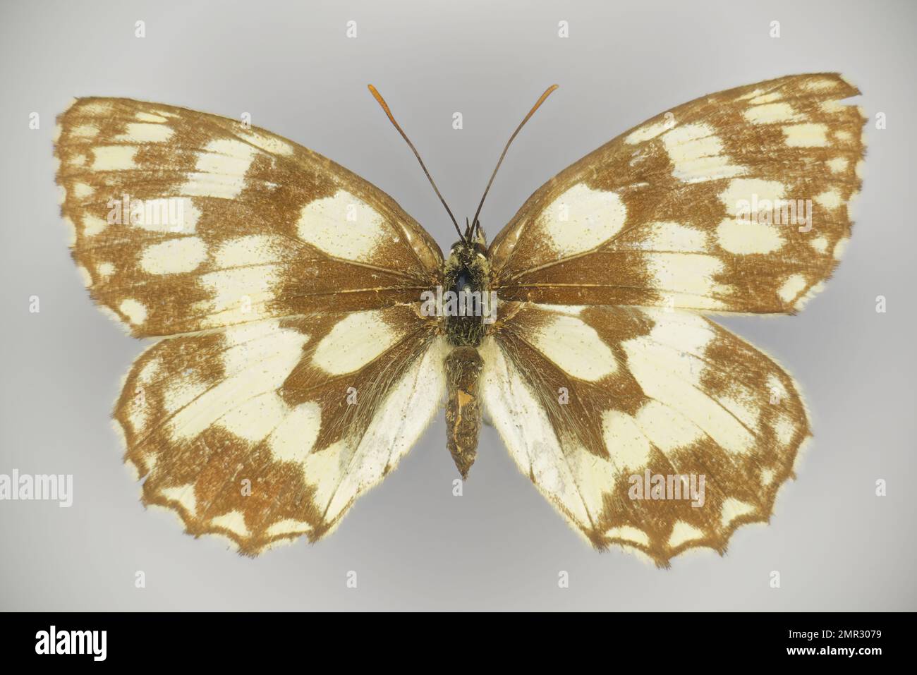 Marbled white, Melanargia galathea (family Nymphalidae), a butterfly ...
