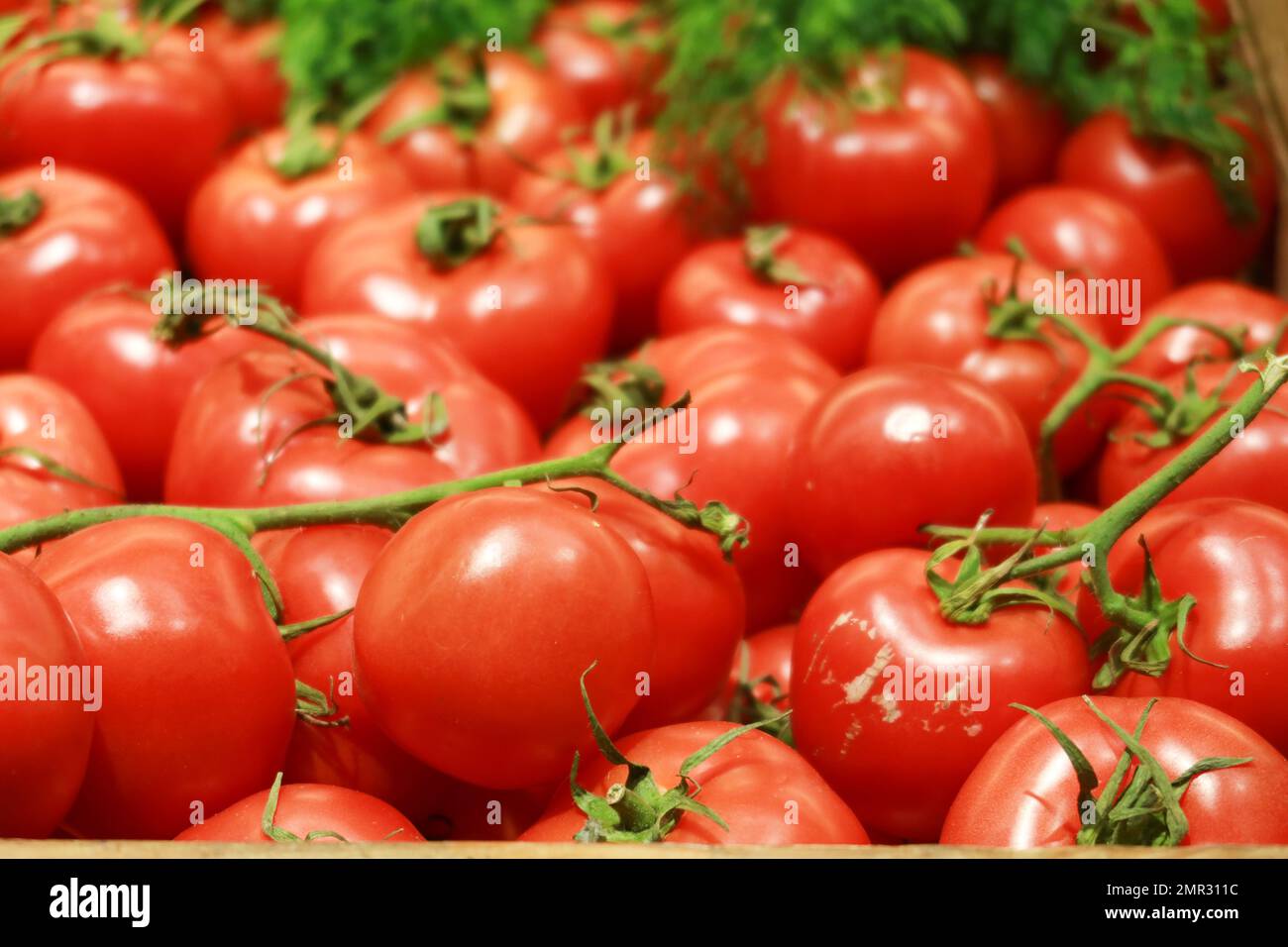 fresh tomato with water drop close up Stock Photo - Alamy