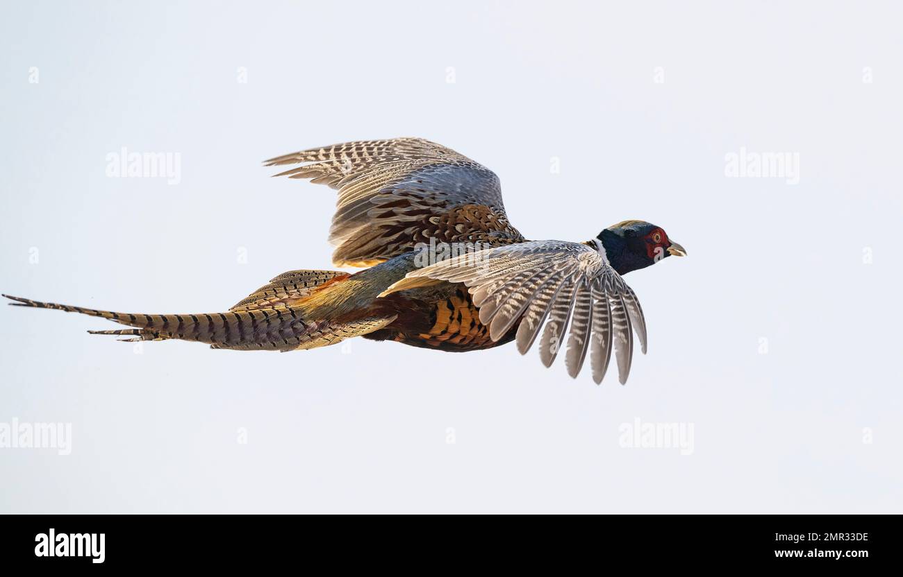 A Flying Rooster Pheasant on a nice October day Stock Photo - Alamy