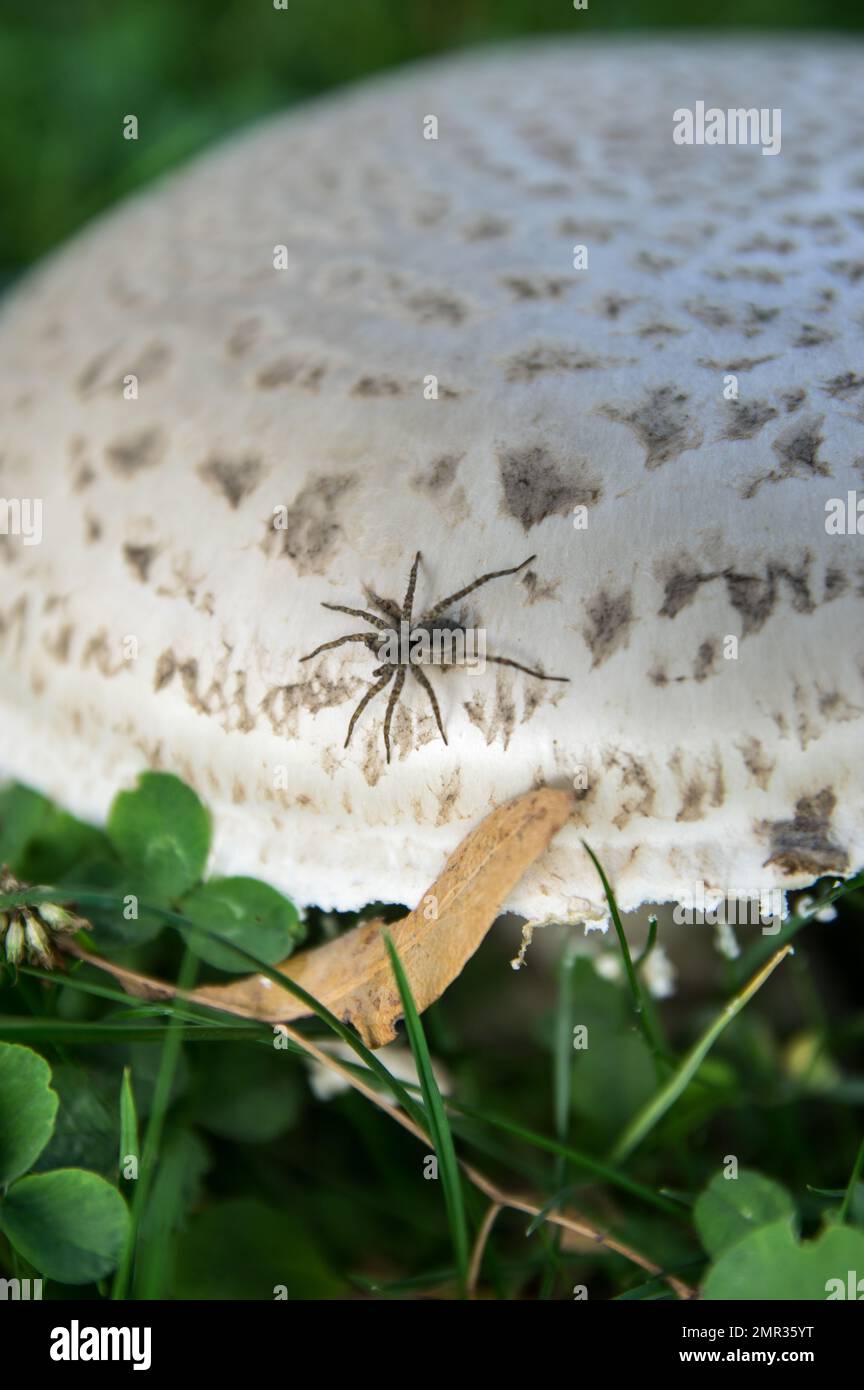A vertical shot of a Chinese wolf spider on the white mushroom Stock ...