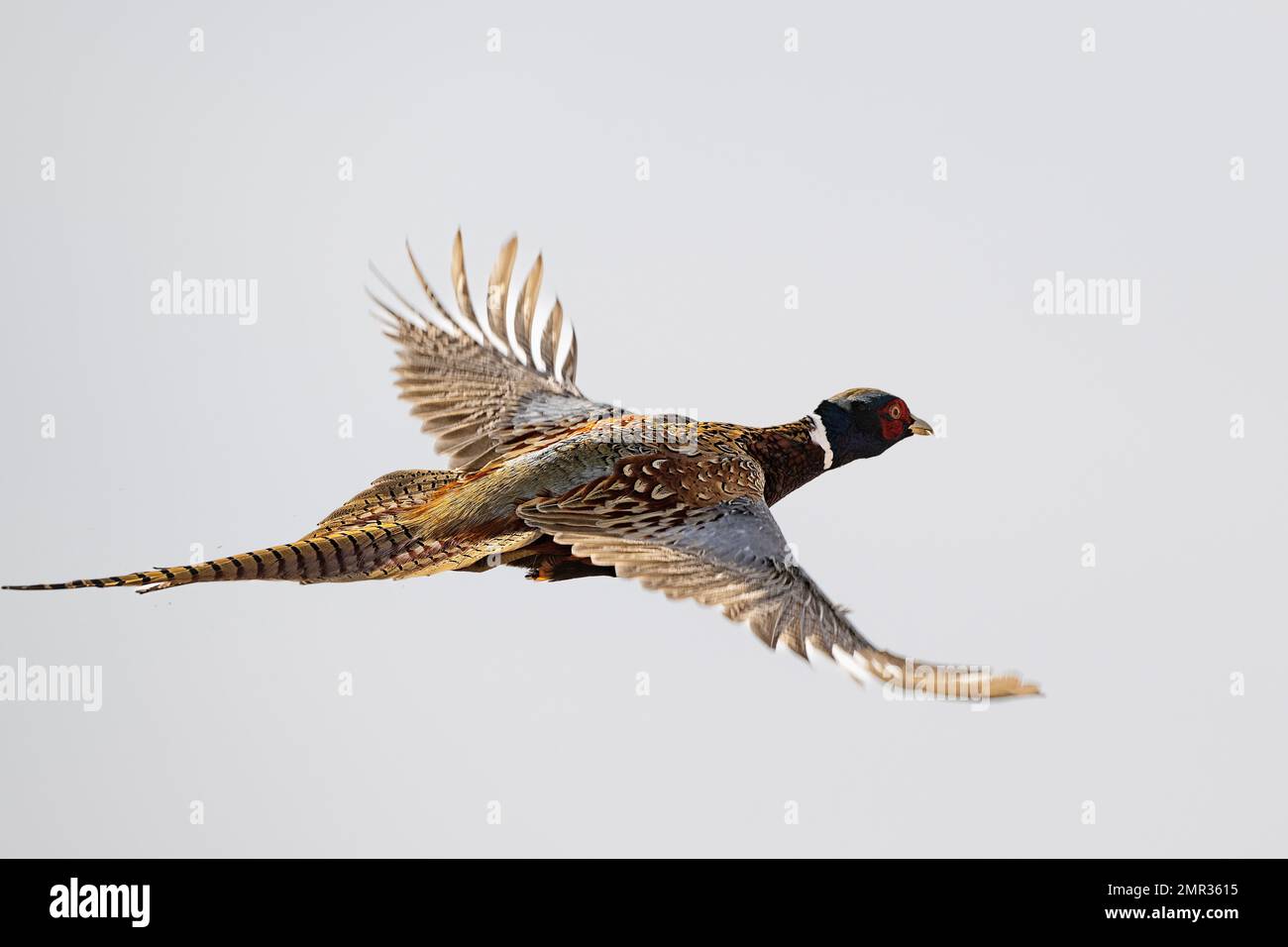 A Flying Rooster Pheasant on a nice October day Stock Photo - Alamy