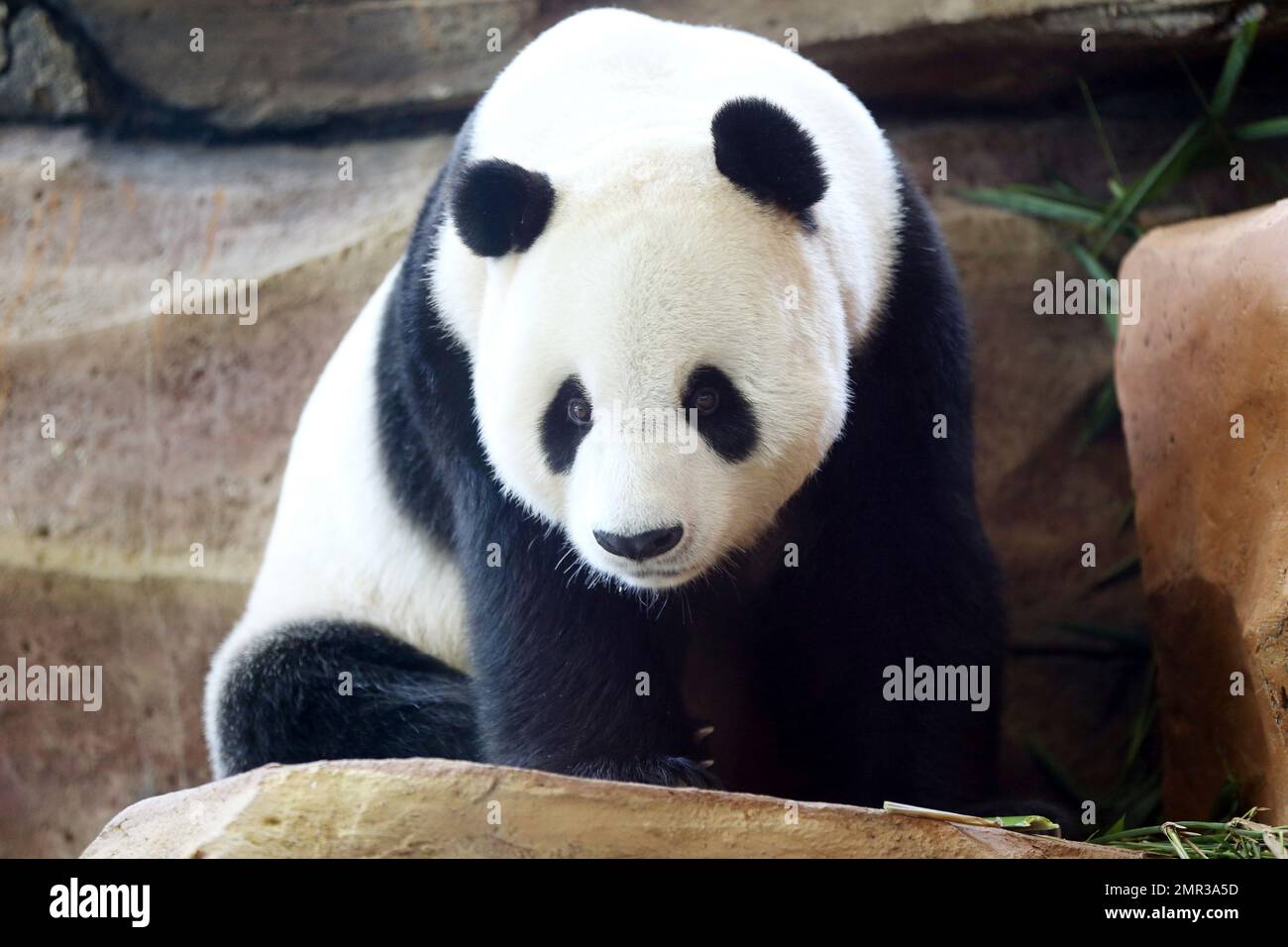 A giant male panda from China named Cai Tao explores his enclosure at ...