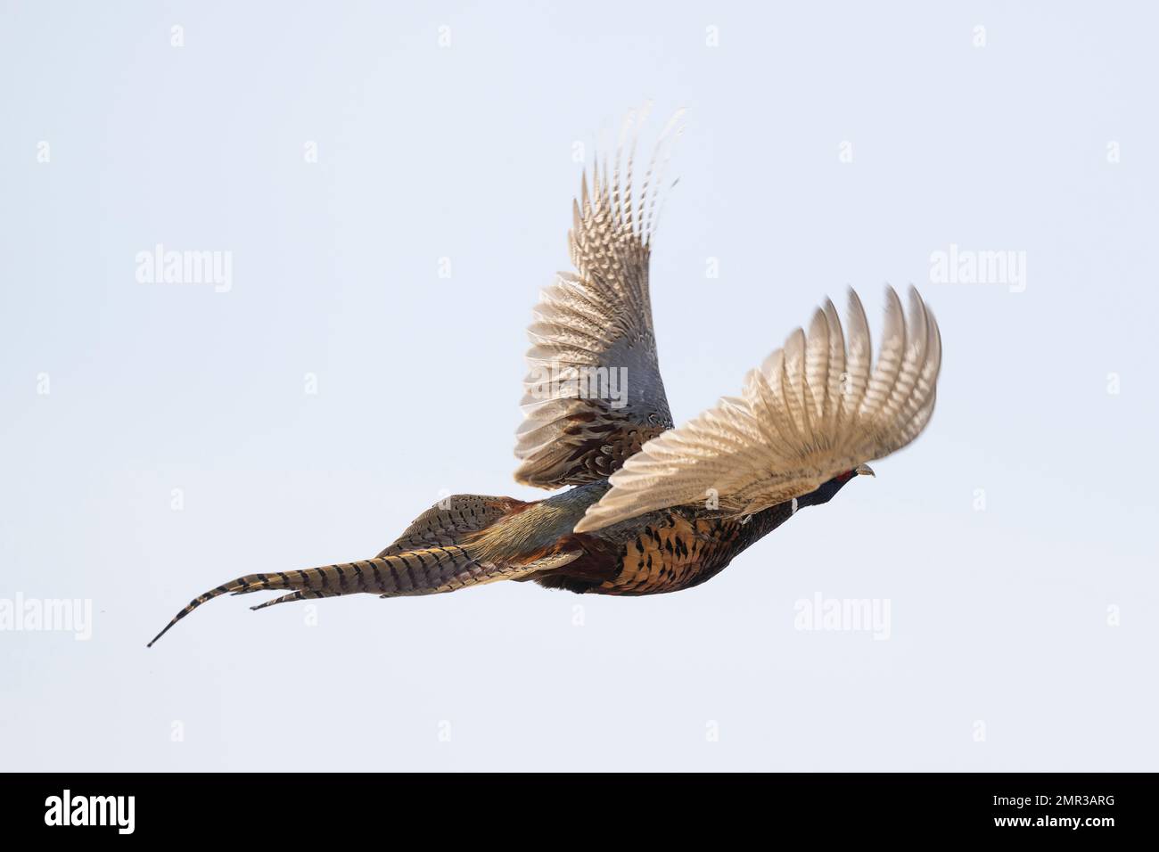 A Flying Rooster Pheasant on a nice October day Stock Photo - Alamy