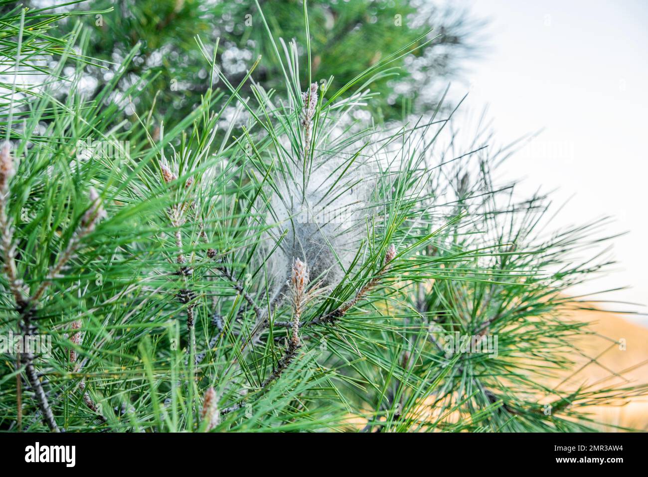 Pine processionary (Thaumetopoea pityocampa) caterpillar nest in pine ...