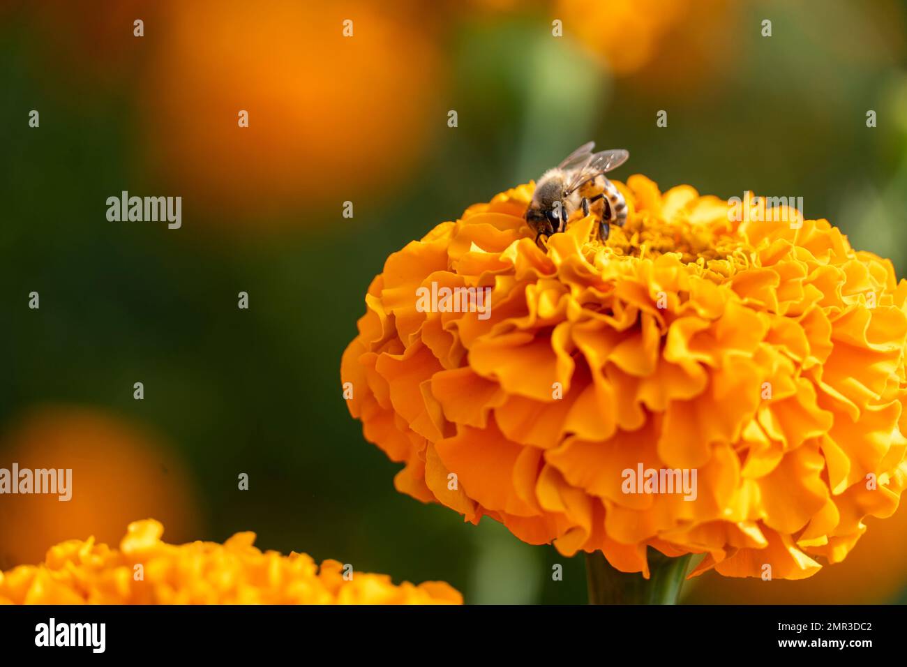 A shallow focus of a bee gathering nectar on cempasuchil flowers in the ...