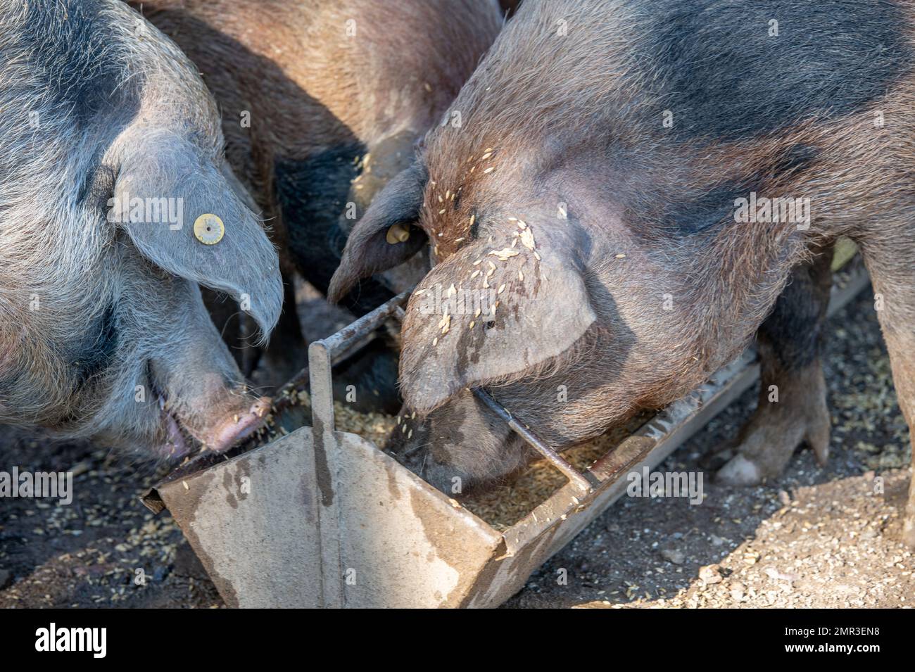 Production of iberian ham (cured ham), Puerto Gil, Spain Stock Photo ...