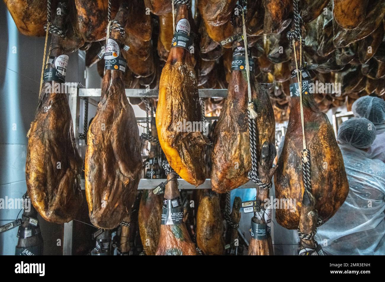 Production of iberian ham (cured ham), Puerto Gil, Spain Stock Photo ...
