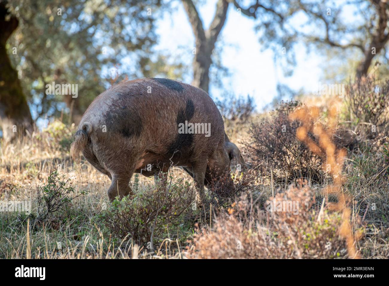 Production of iberian ham (cured ham), Puerto Gil, Spain Stock Photo ...