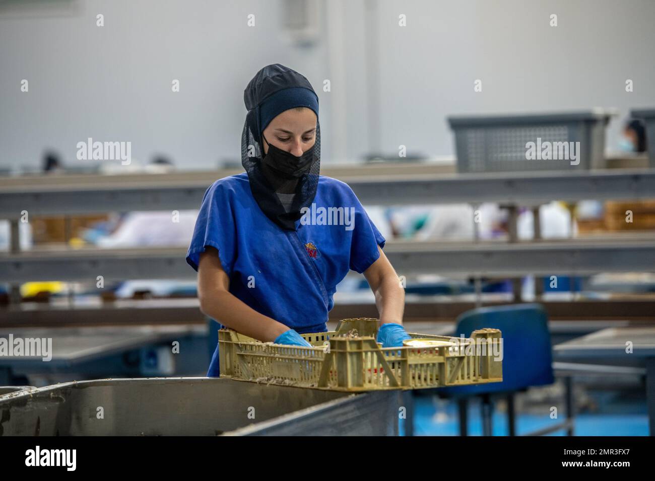 Woman working the line to clean off fish by hand before going to be ...