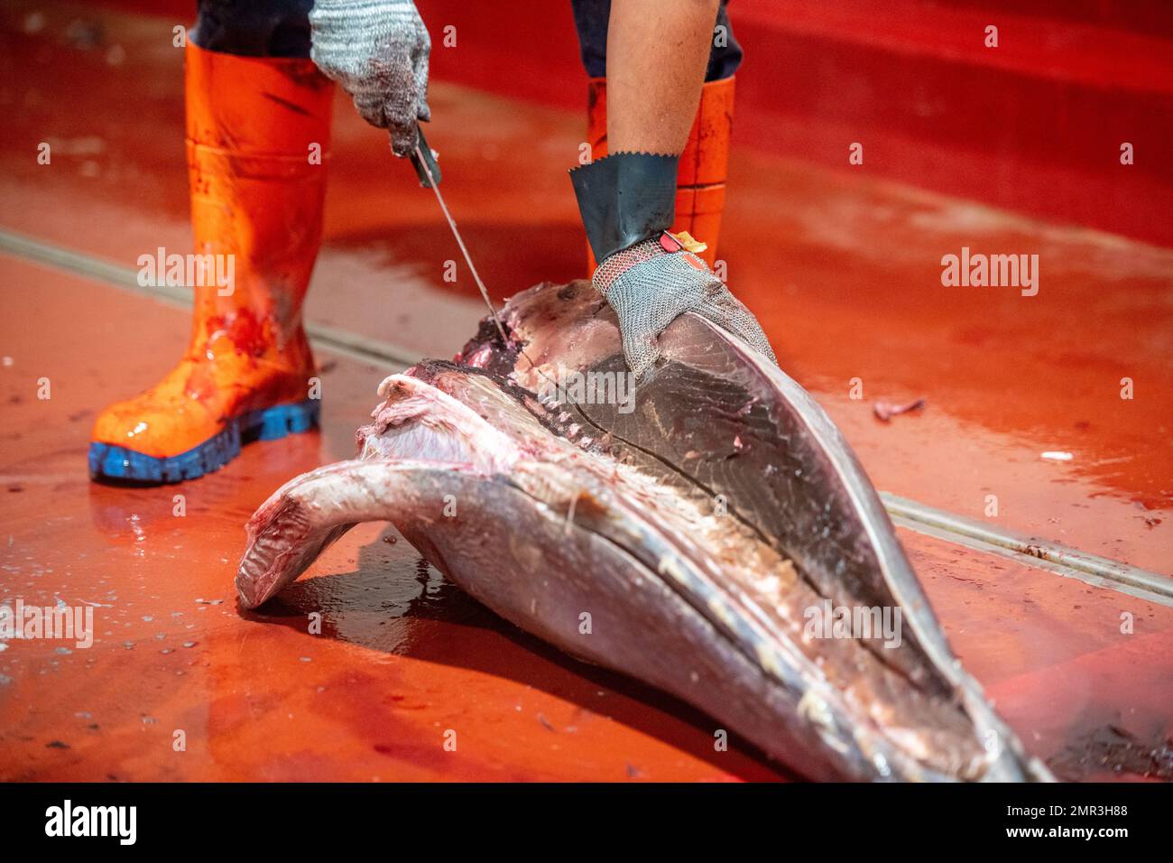 Cutting and prepping fish for canning process, Fish canning factory ...