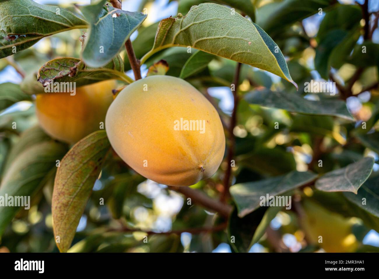 Cereal and citrus cooperative, Puerto Gil, Spain Stock Photo - Alamy