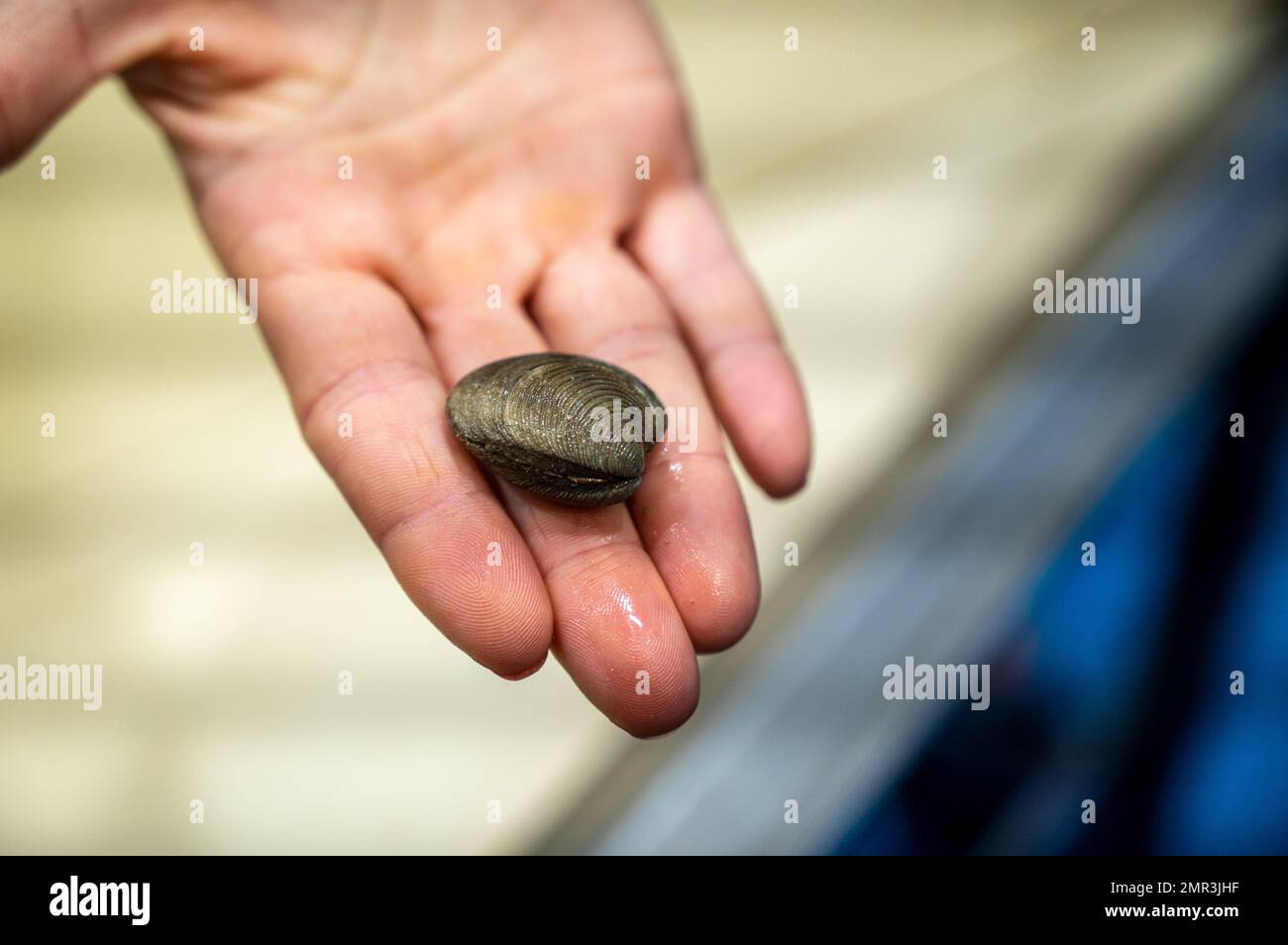 Handing holding out clam, Fishing port, Punta Umbria, Spain Stock Photo ...
