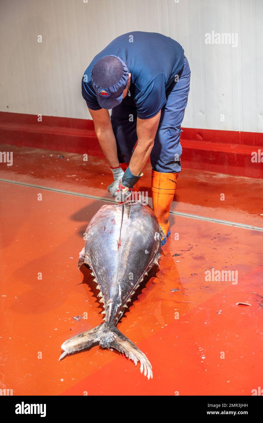 Cutting and prepping fish for canning process, Fish canning factory ...