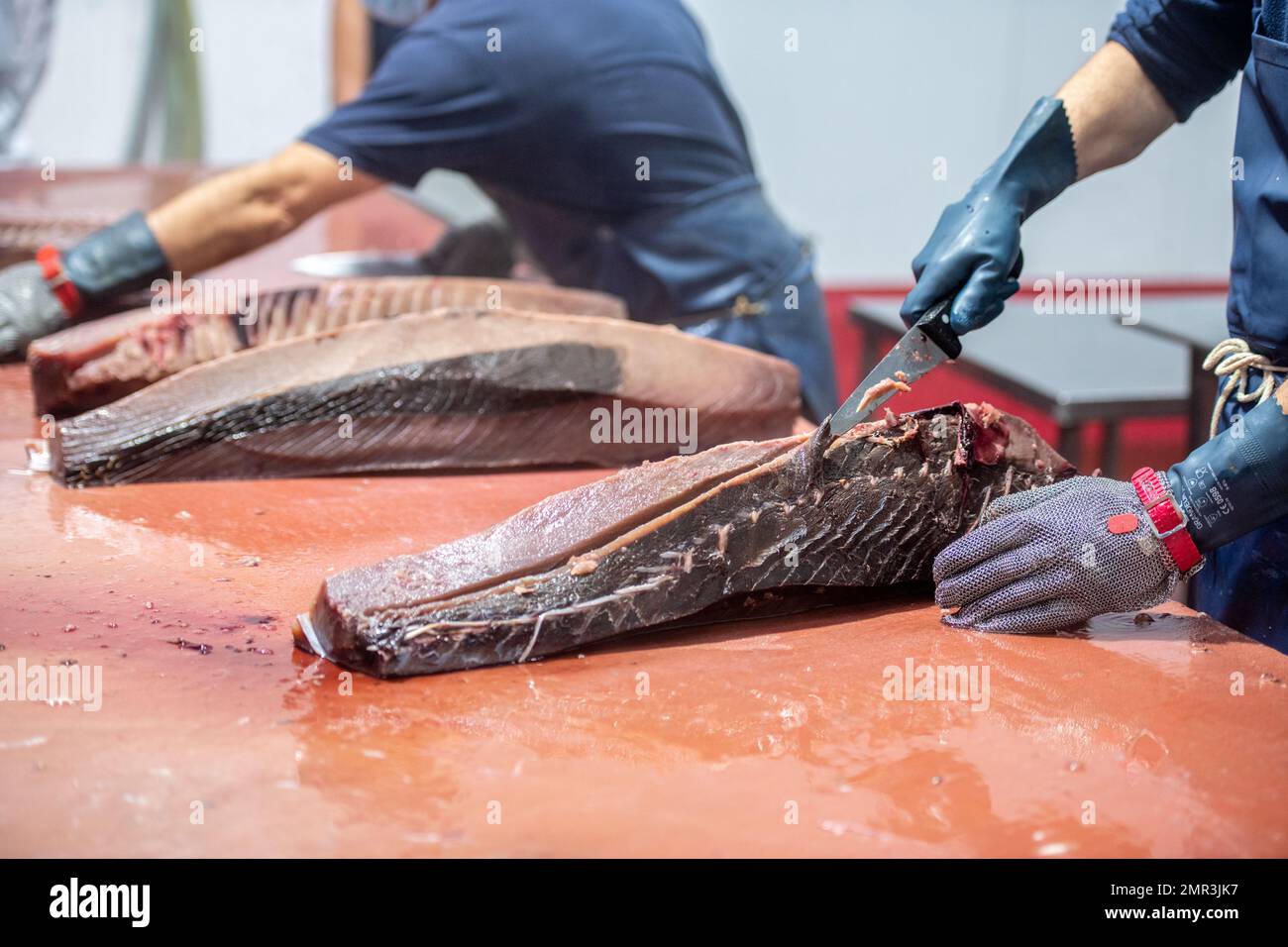 Cutting and prepping fish for canning process, Fish canning factory ...