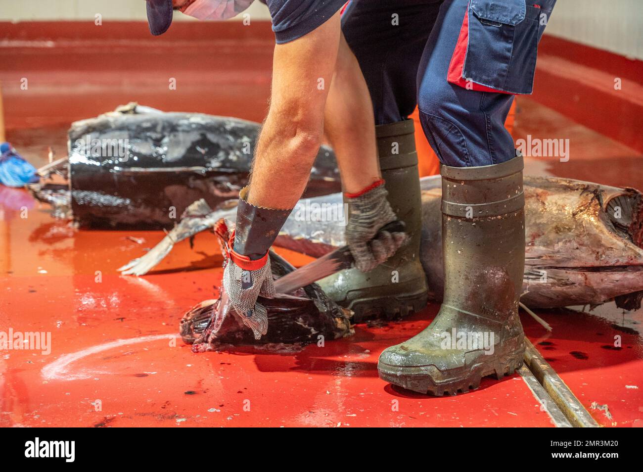 Cutting and prepping fish for canning process, Fish canning factory ...