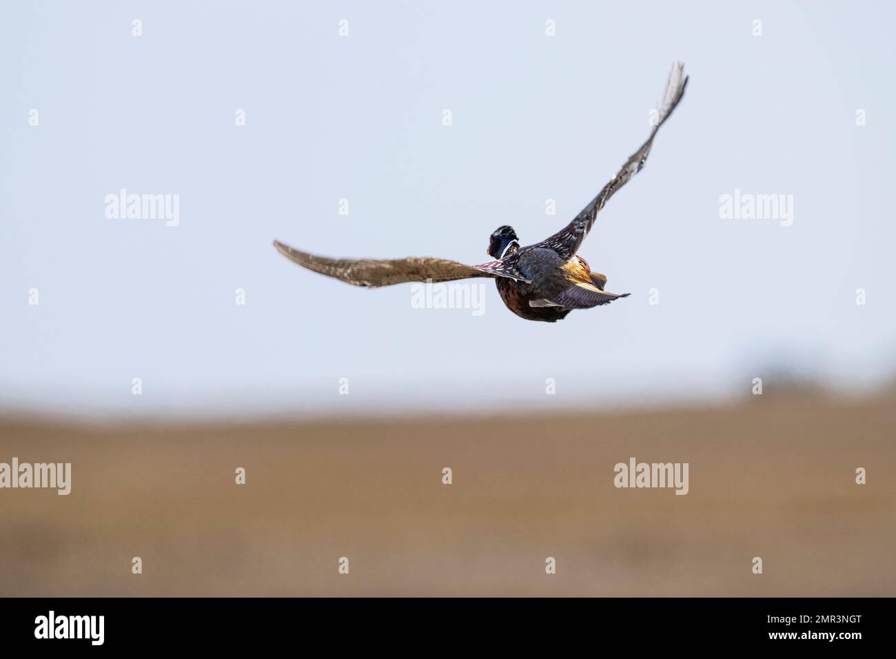 Pheasant flushing hi-res stock photography and images - Alamy