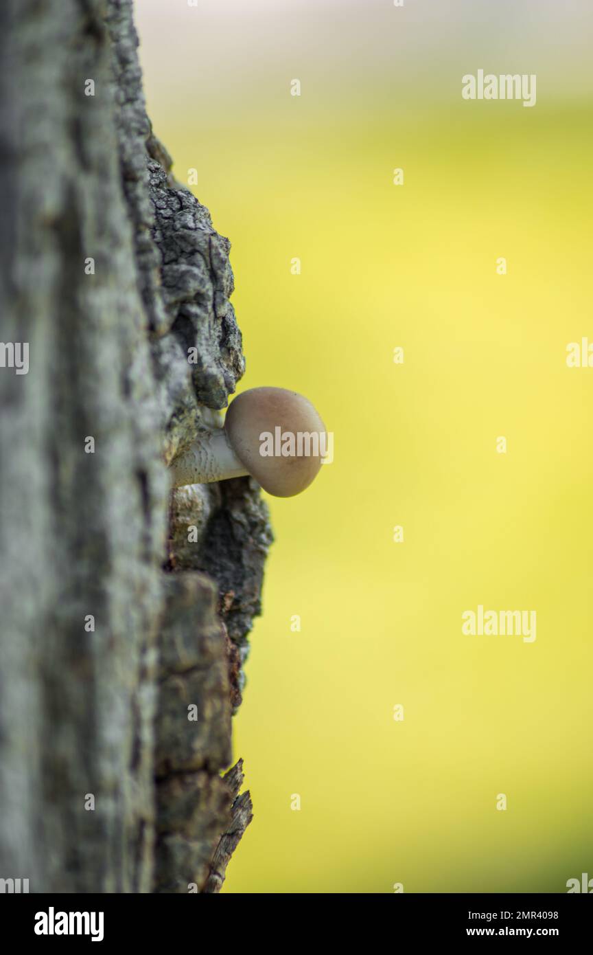 A vertical shot of a cyclocybe aegerita fungus growing on a tree Stock ...