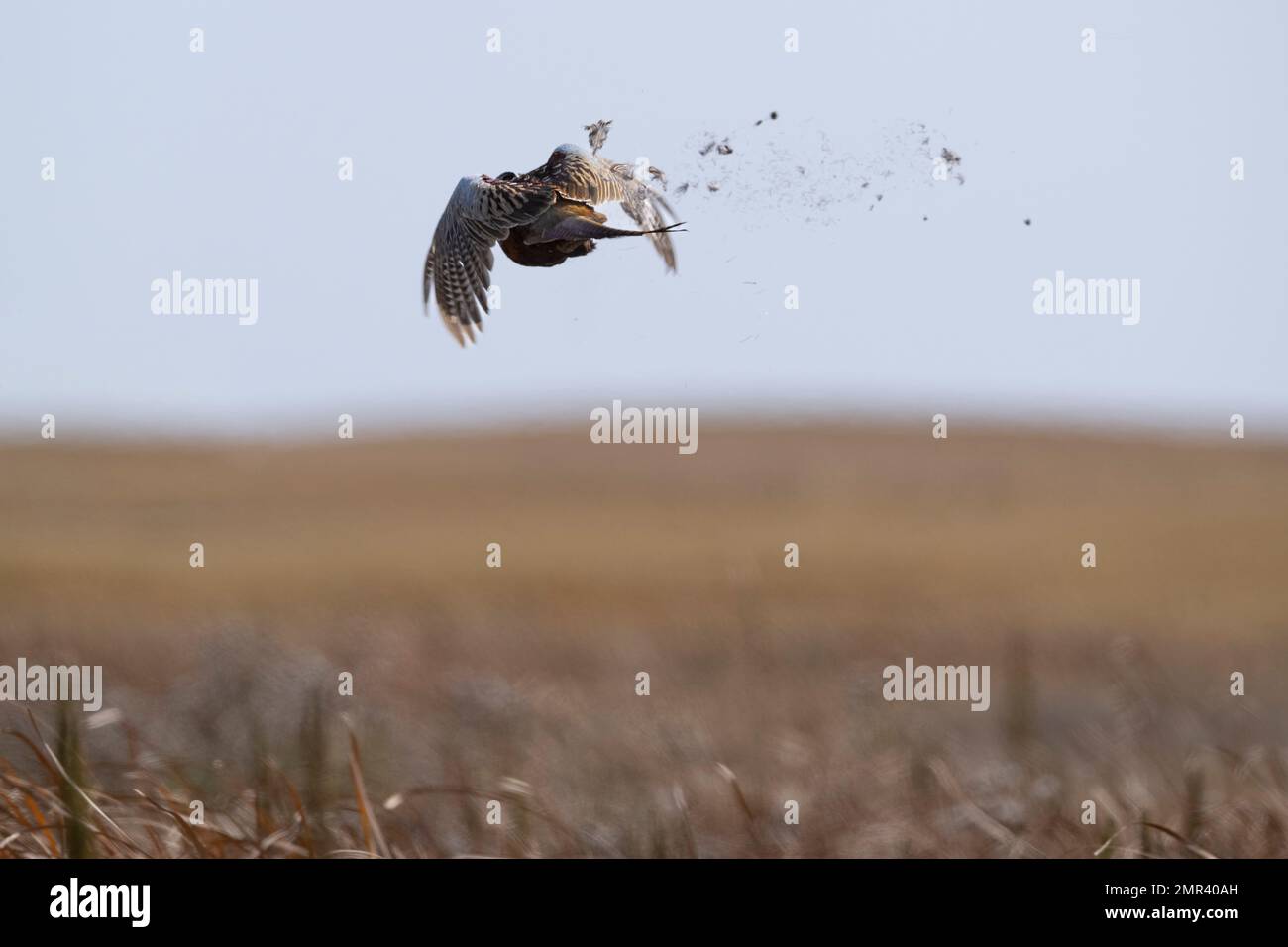 A rooster pheasant falling after being shot in South Dakota Stock Photo ...