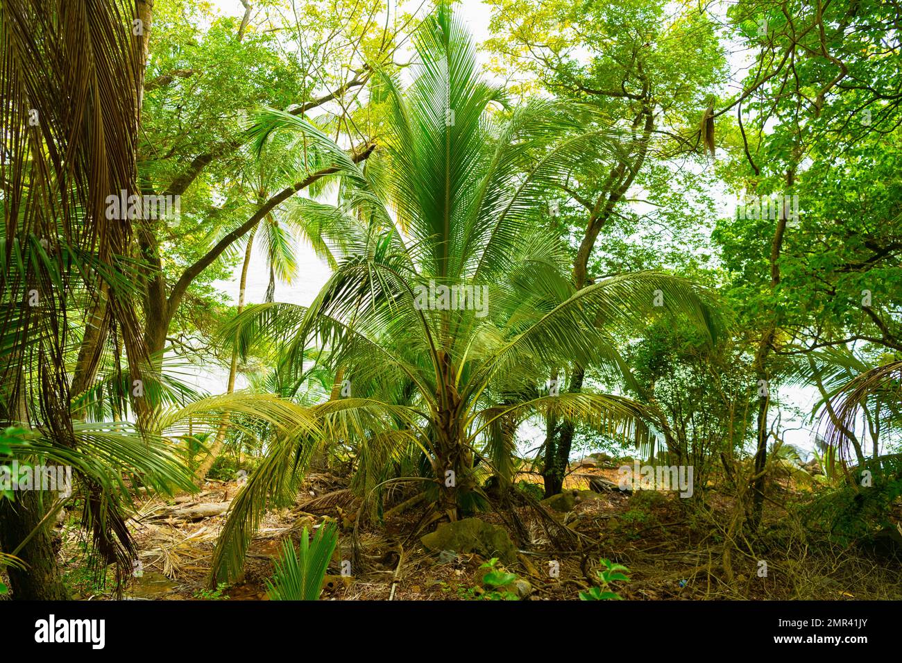 green tropical rainforest vegetation nature. green forest of tropical ...