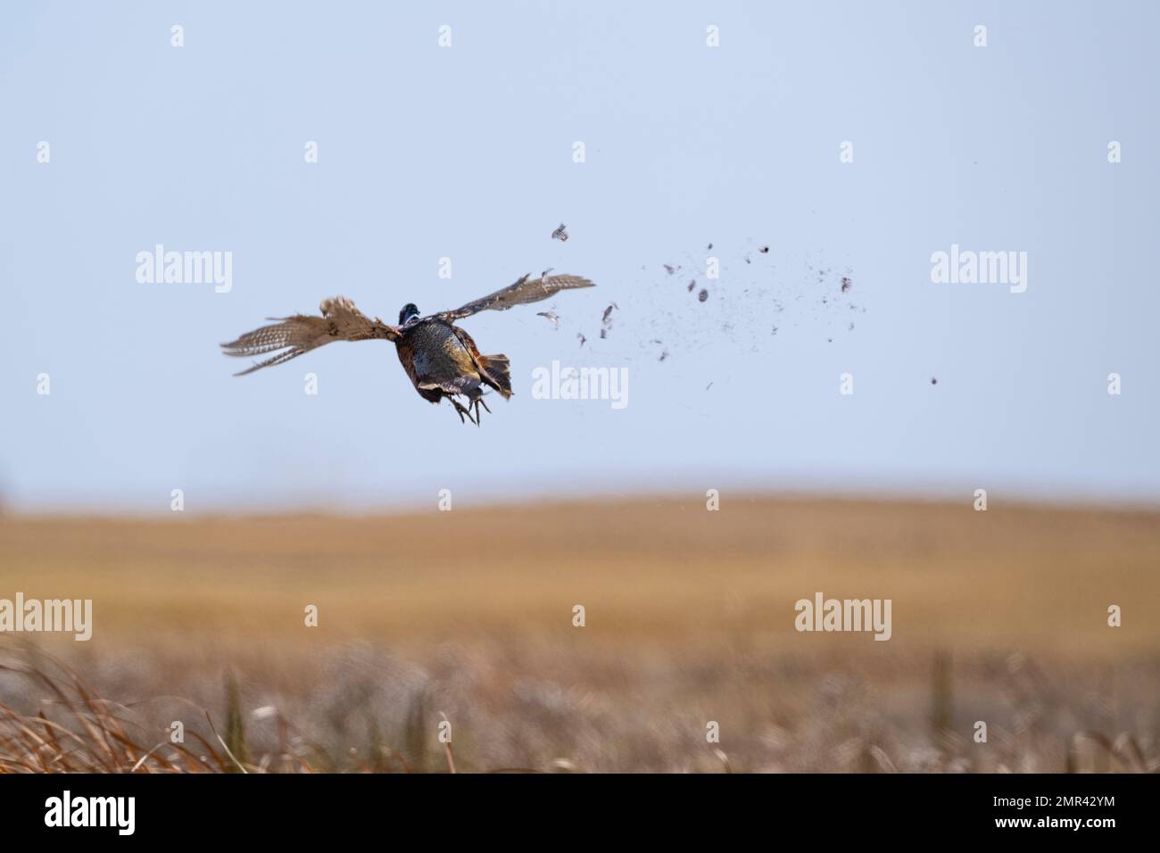A rooster pheasant falling after being shot in South Dakota Stock Photo ...