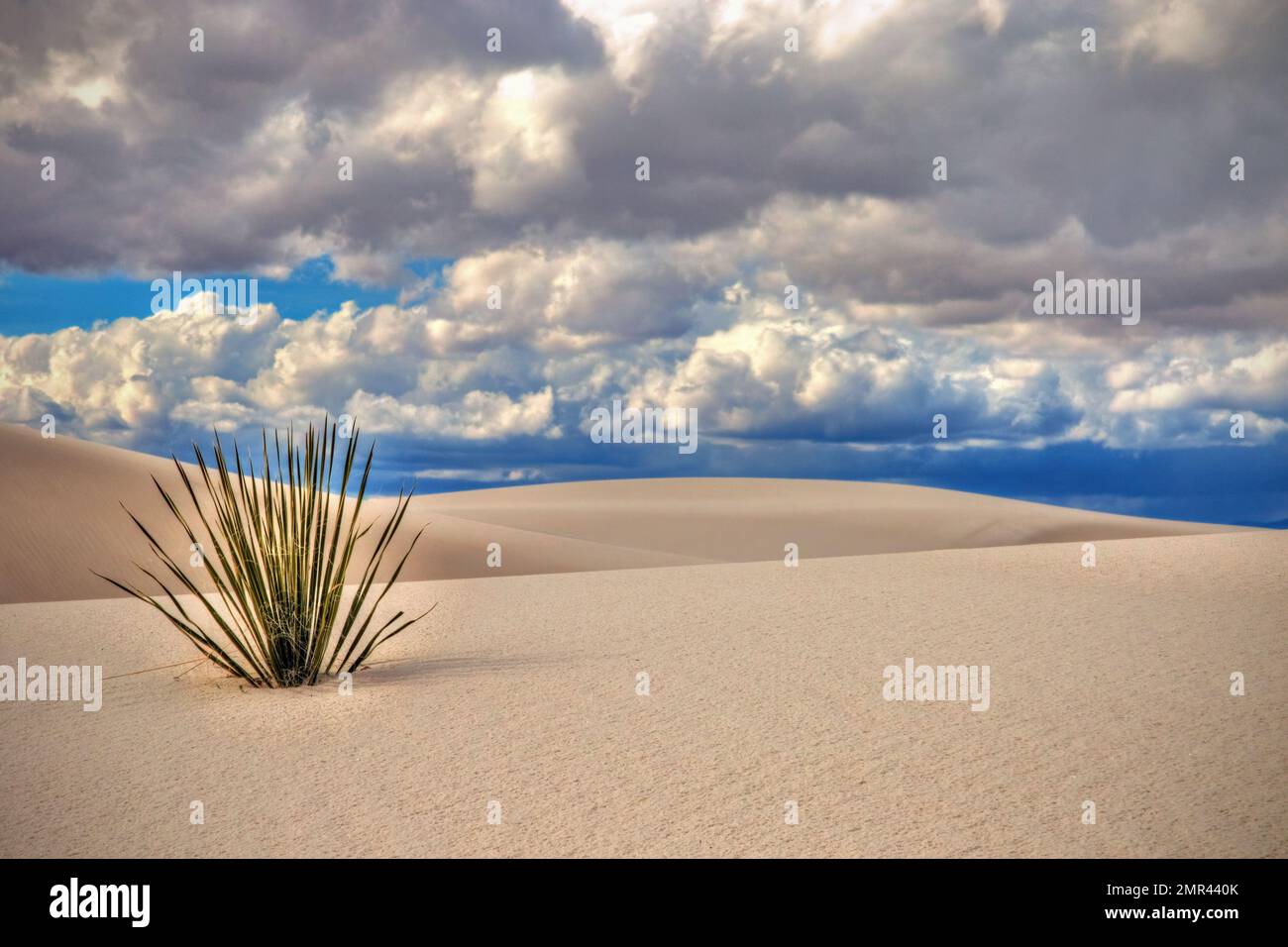 A scene of the white and smooth desert with a plant under a blue sky ...