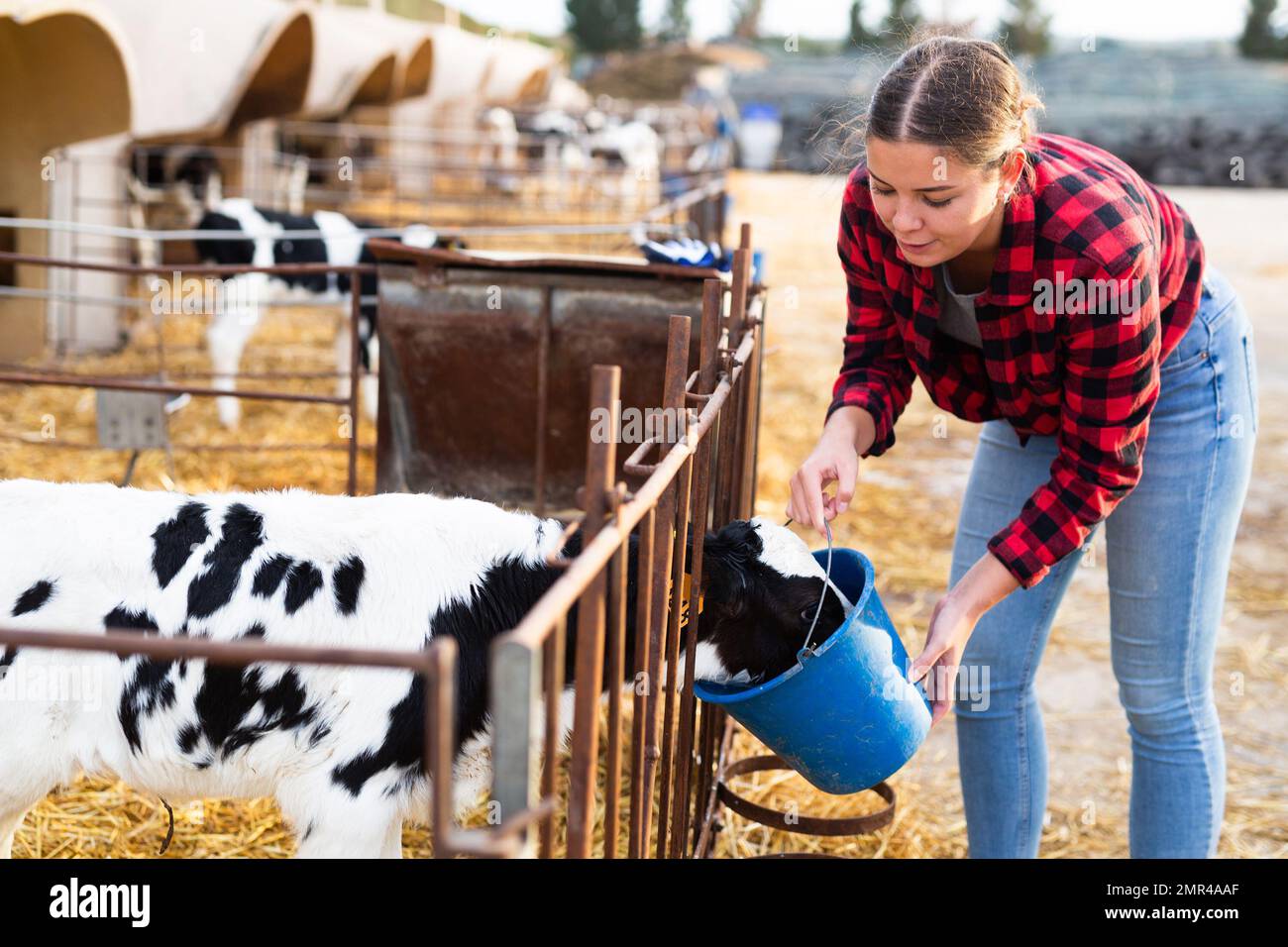 Young girl farmer feeding calves from bucket in stall outdoors Stock ...