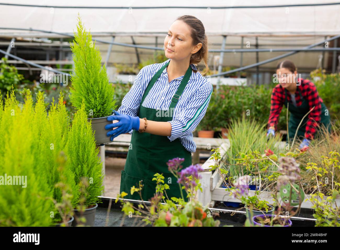 Female gardener caring for a plant Thuja occidentalis in pots in ...