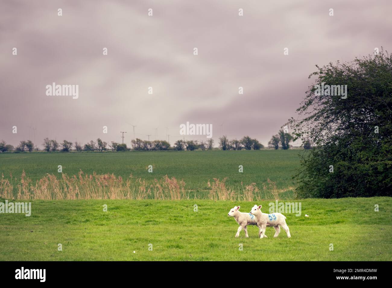 Two lambs in a pasture hi-res stock photography and images - Alamy