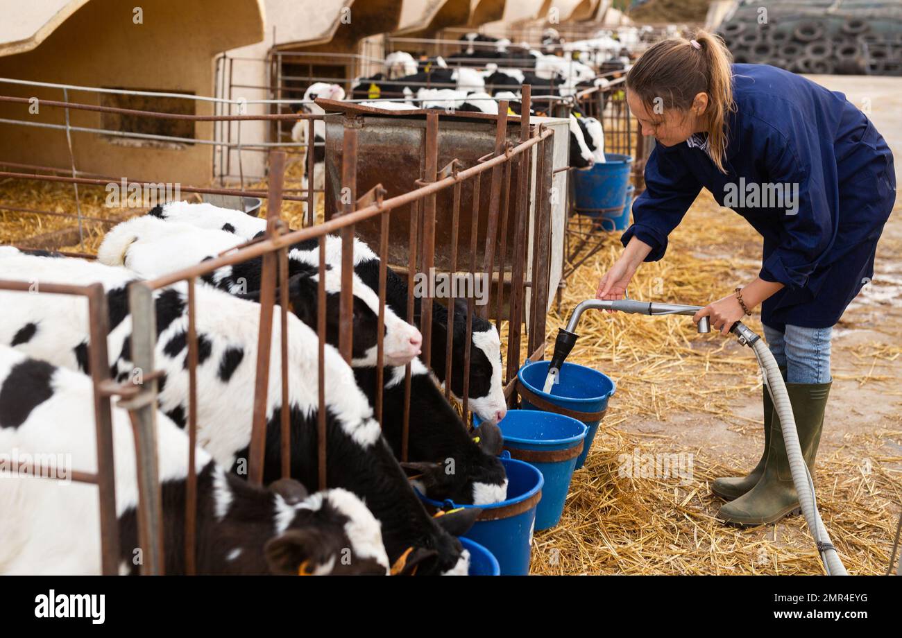 Caring female farmer in uniform giving milk to calves in plastic calf ...